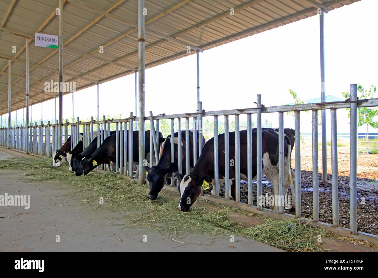 Cows eating feed hi-res stock photography and images - Alamy
