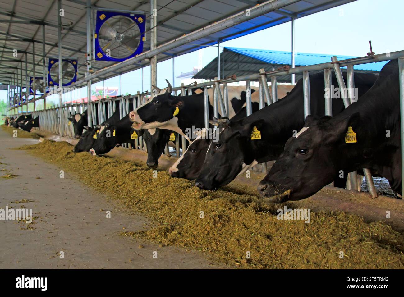 Cows eating feed in hi-res stock photography and images - Alamy