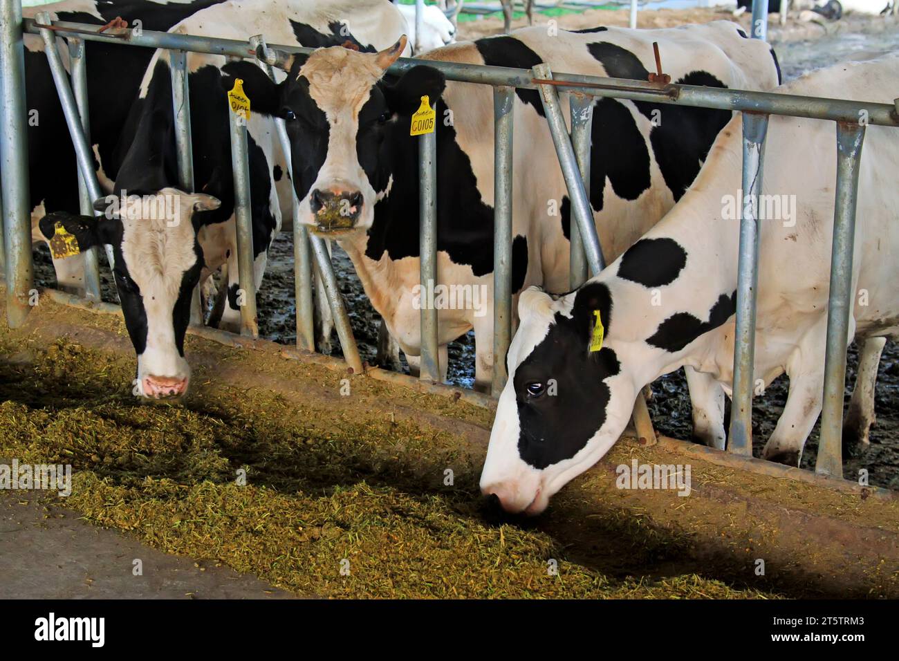 Cows eating feed in the farm, closeup of photo Stock Photo - Alamy