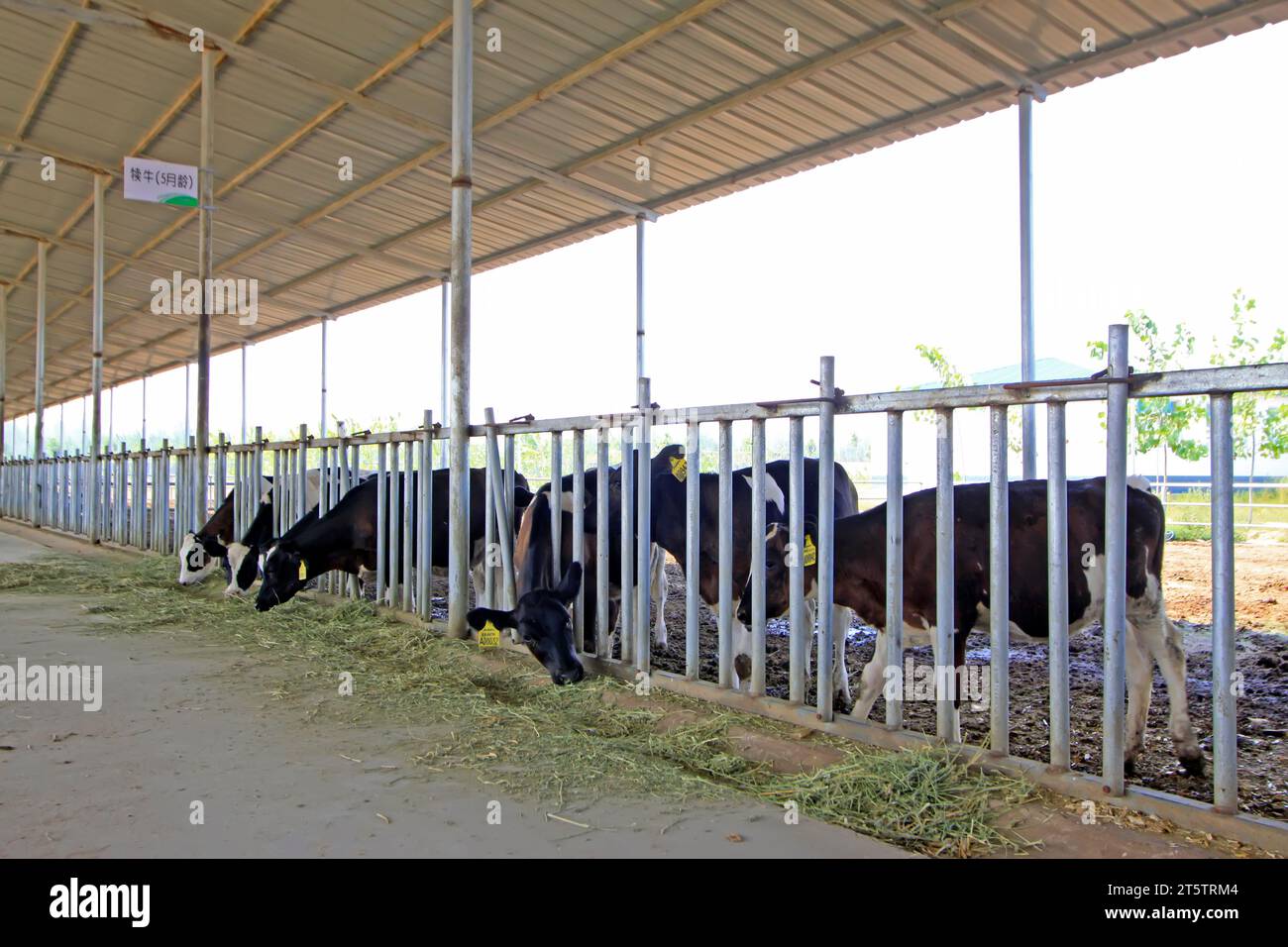 Cows eating feed in hi-res stock photography and images - Alamy