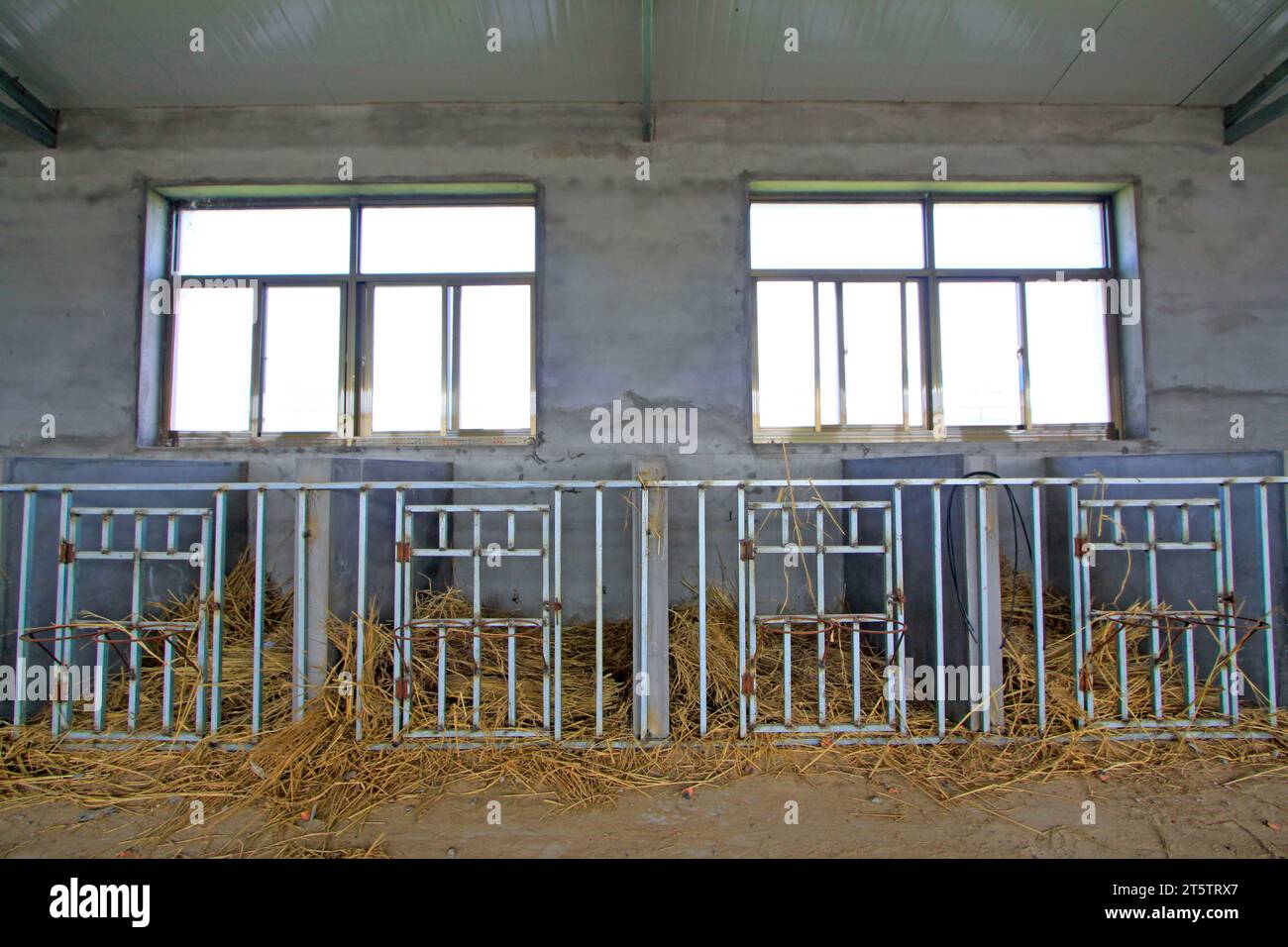 Breeding room hi-res stock photography and images - Alamy