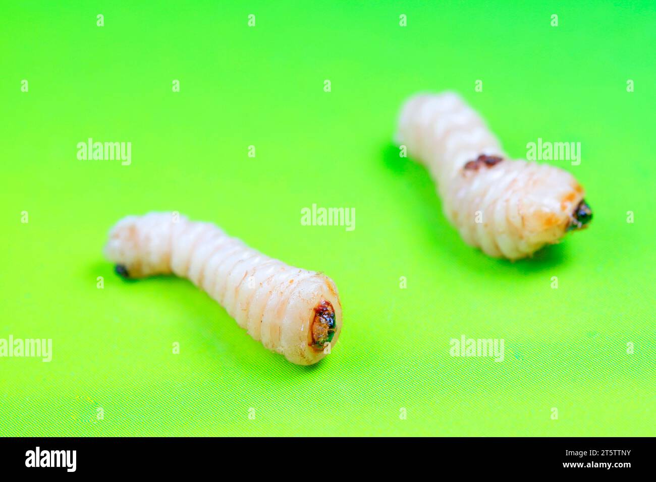 Monochamus alternatus hi-res stock photography and images - Alamy