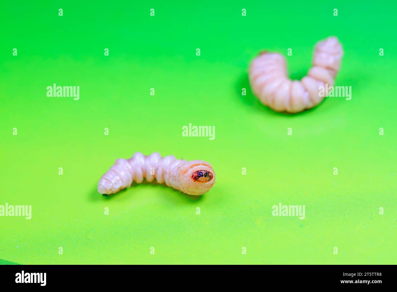 Monochamus alternatus larvae, closeup of photo Stock Photo - Alamy