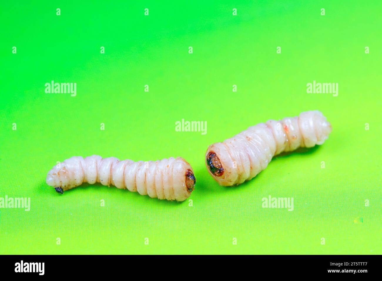 Monochamus alternatus larvae, closeup of photo Stock Photo - Alamy