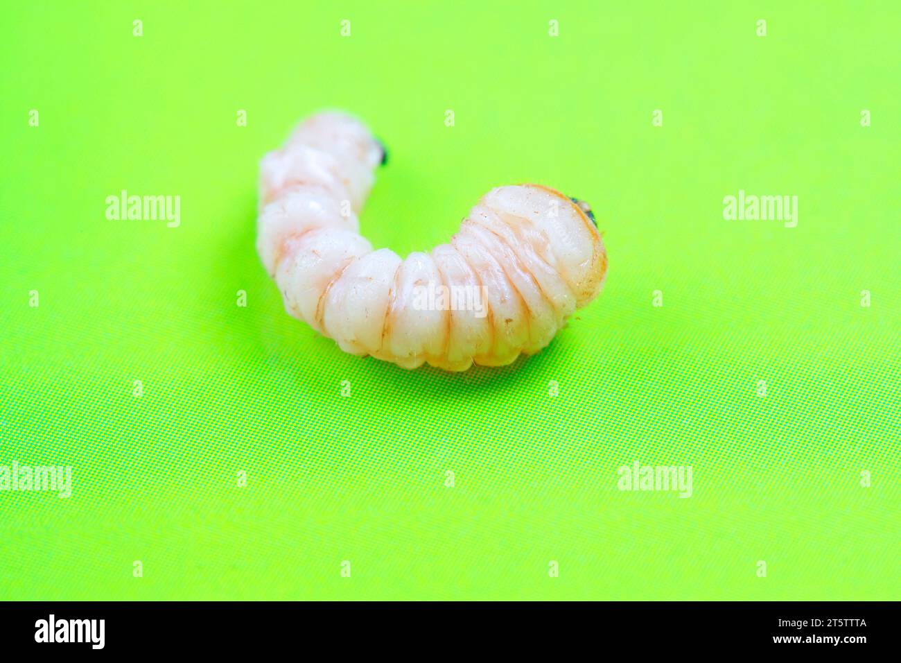 Alternatus hi-res stock photography and images - Alamy