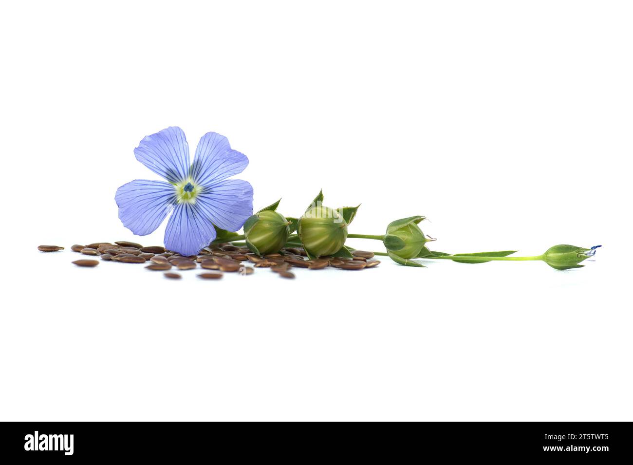 Blue flax blossom and seeds in close up isolated on white background ...