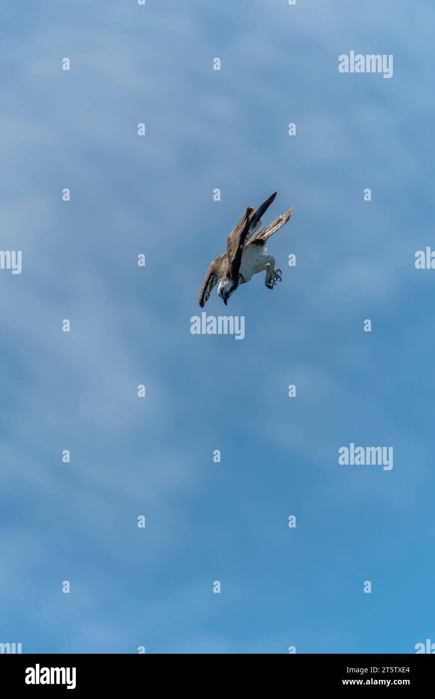 Osprey diving for the prey Stock Photo - Alamy