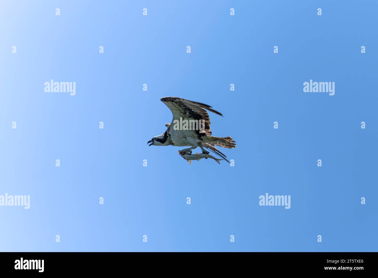 Fish in its claws hi-res stock photography and images - Alamy