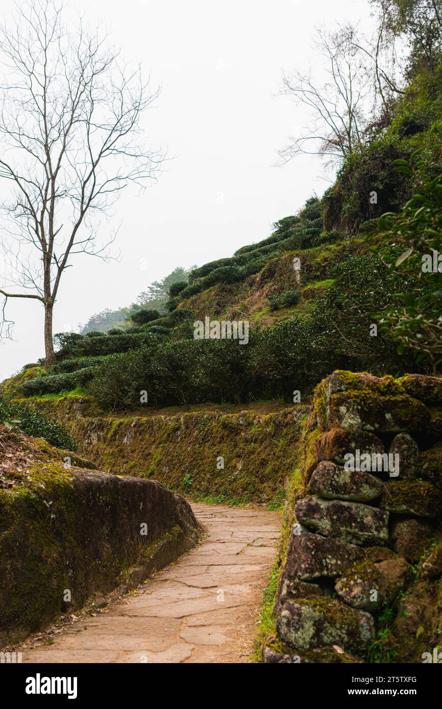 The tea plantations on the cliff terraces of Wuyishan Scenic Area ...