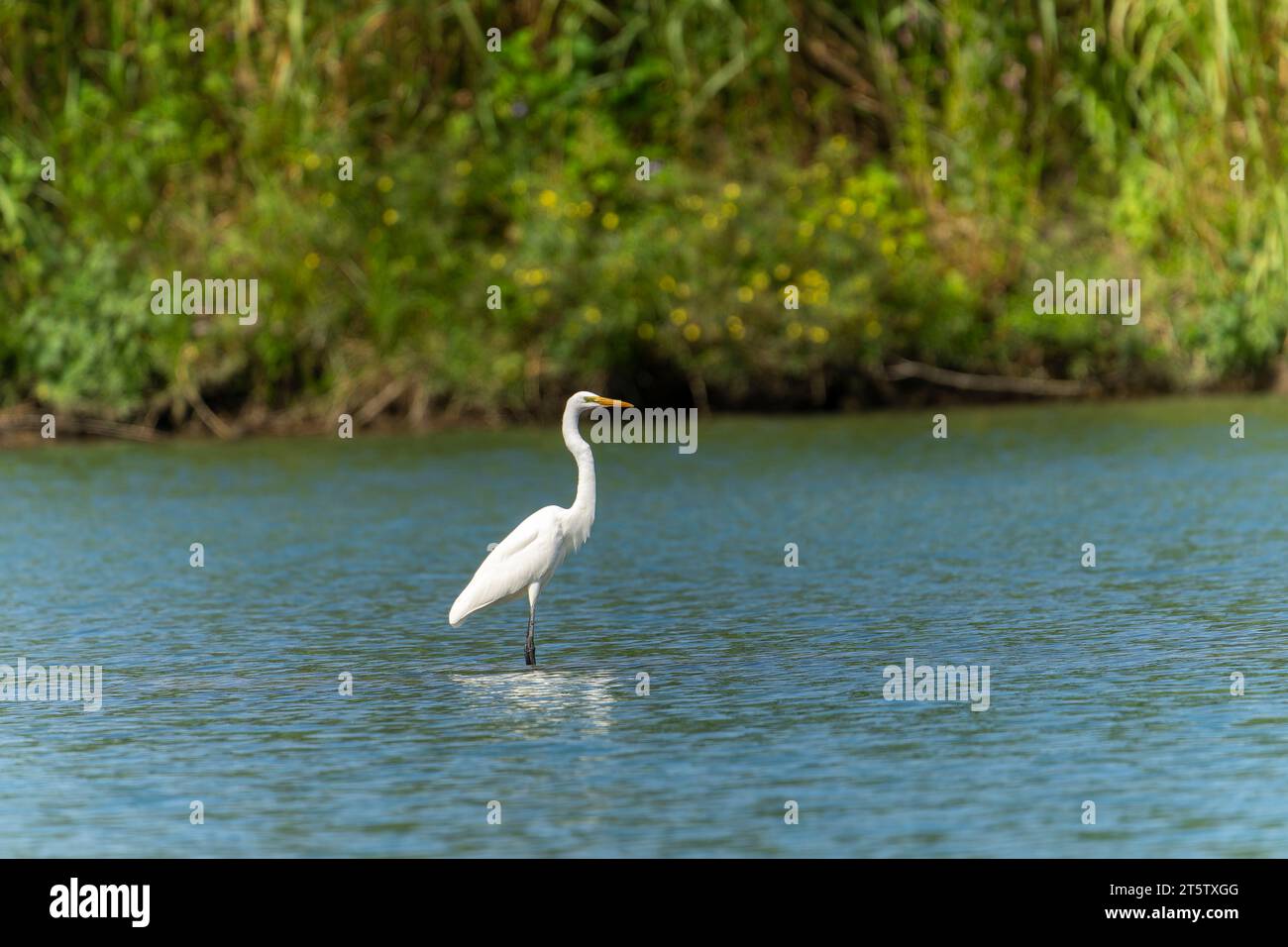 Great egrete in water Stock Photo - Alamy