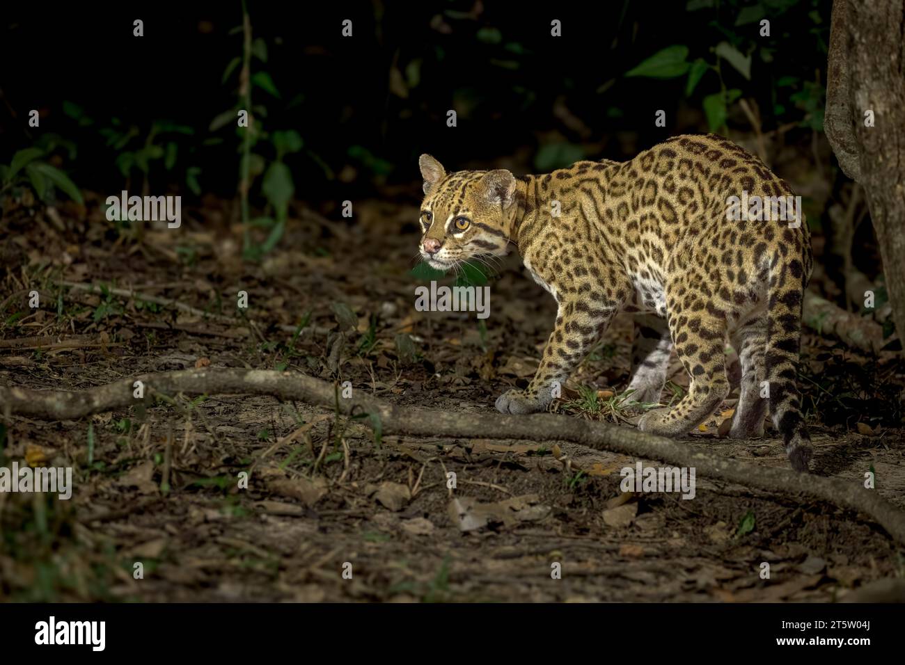 Adult ocelot in the wild Pantanal of Brazil Stock Photo - Alamy