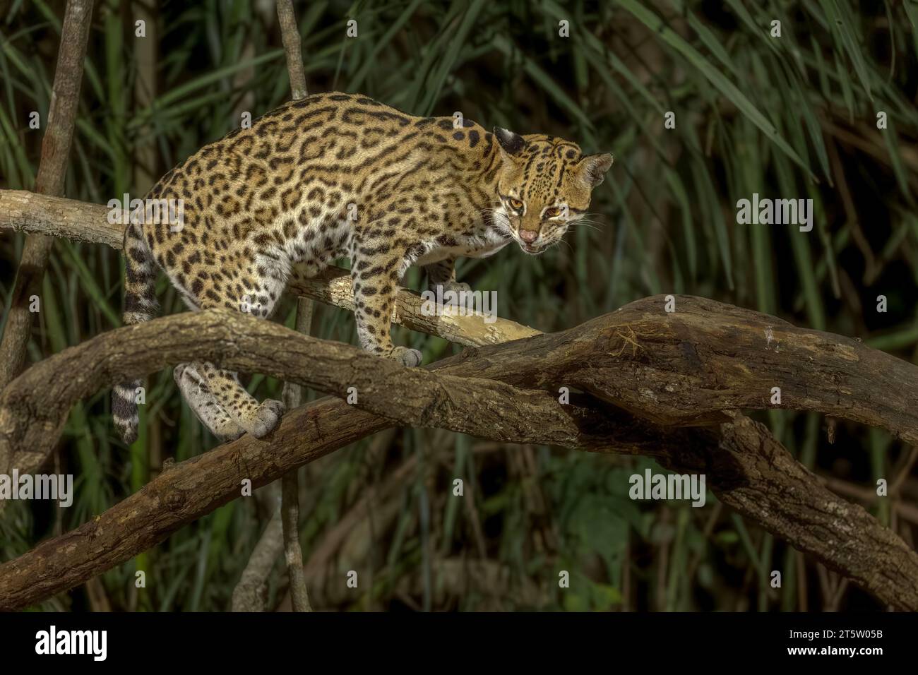 Adult ocelot in the wild Pantanal of Brazil Stock Photo - Alamy