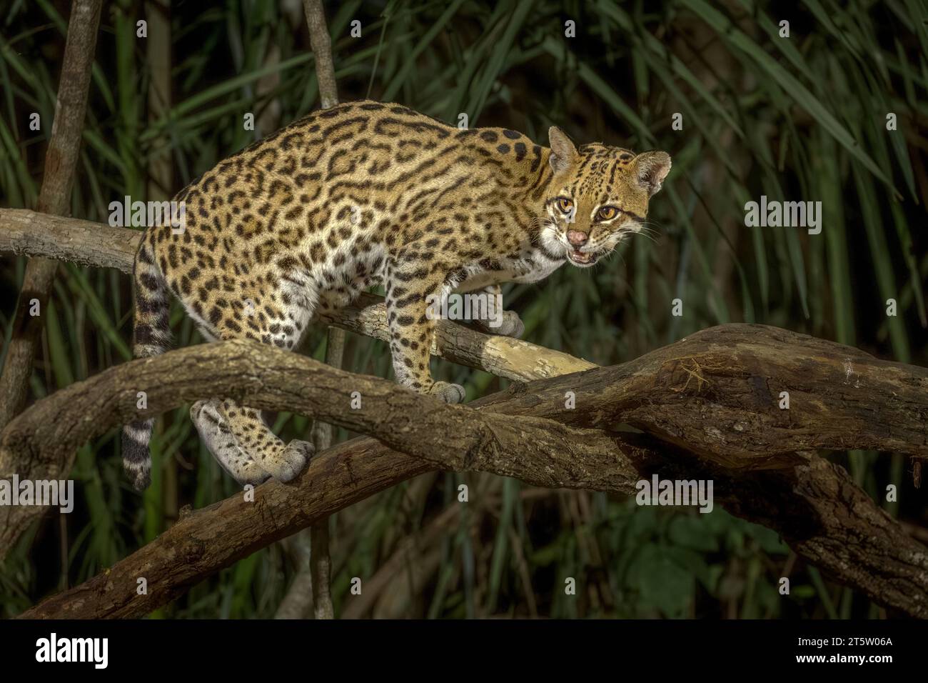 Adult ocelot in the wild Pantanal of Brazil Stock Photo - Alamy