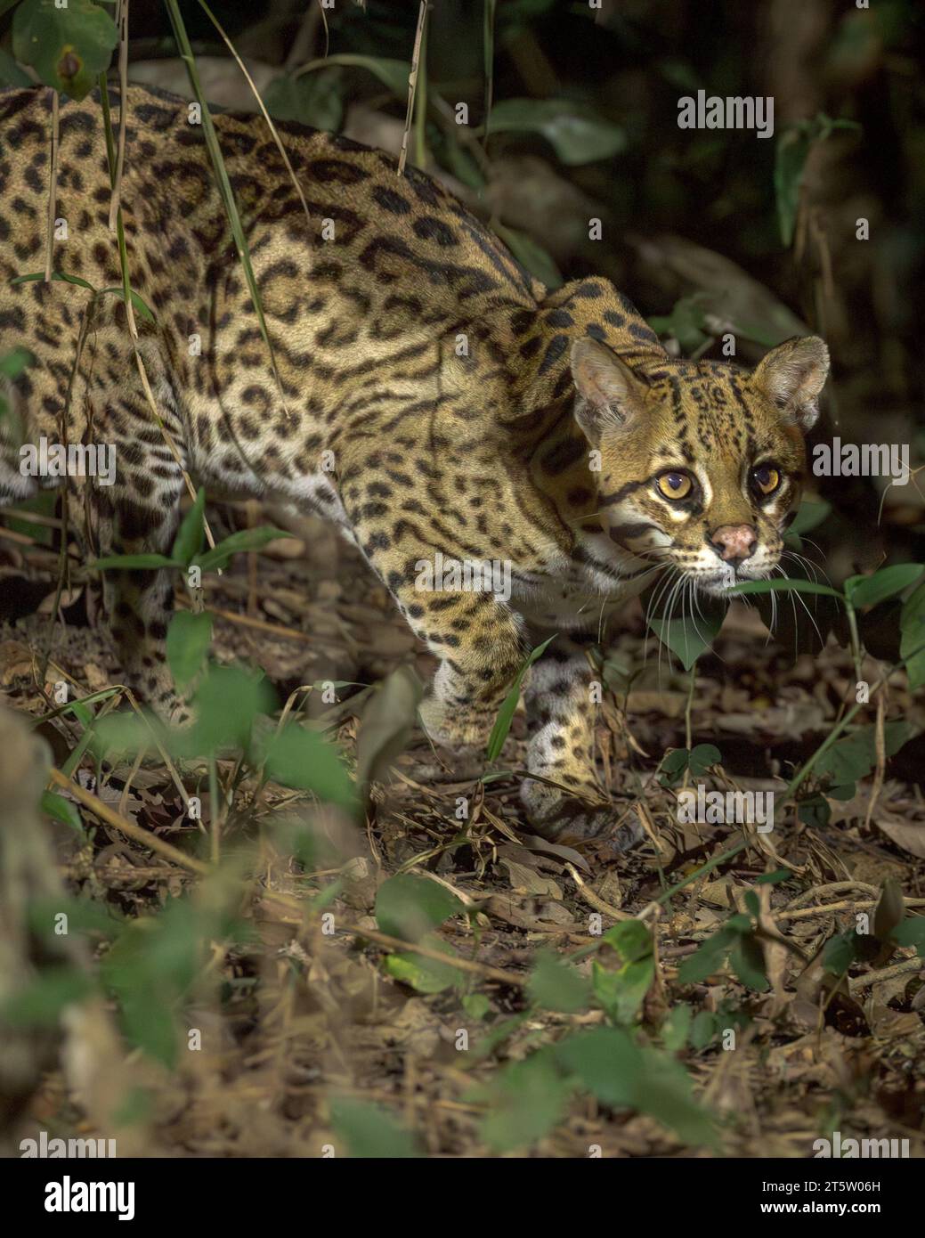 Adult ocelot in the wild Pantanal of Brazil Stock Photo - Alamy