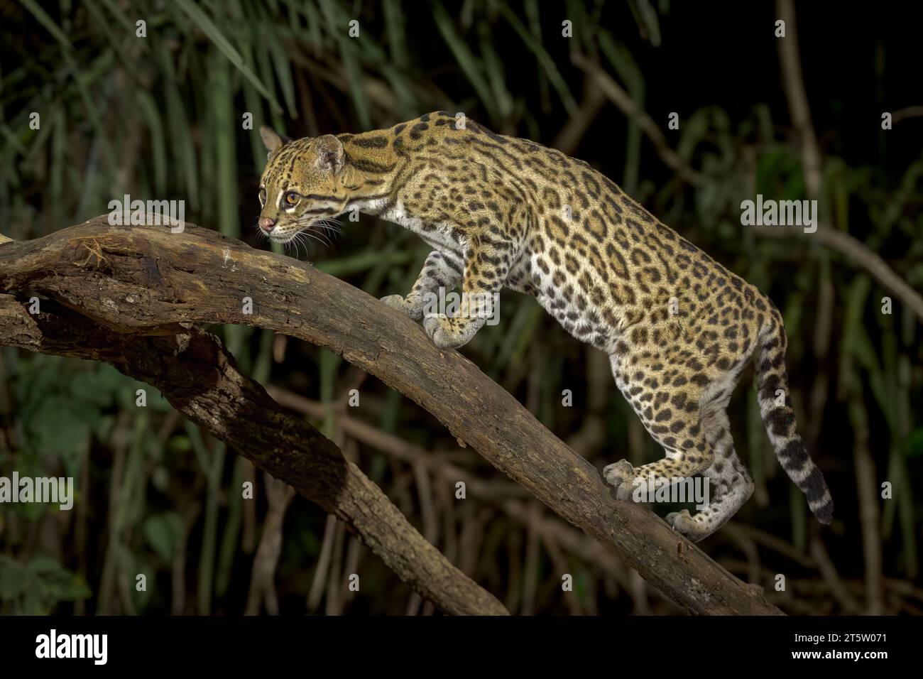 Adult ocelot in the wild Pantanal of Brazil Stock Photo - Alamy