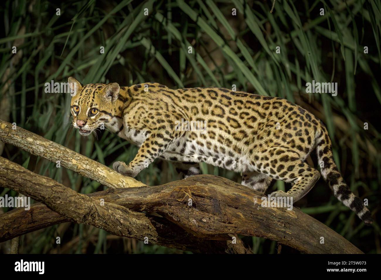 Adult ocelot in the wild Pantanal of Brazil Stock Photo - Alamy