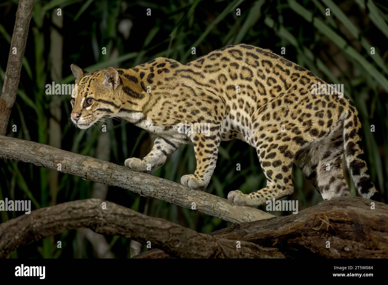 Adult ocelot in the wild Pantanal of Brazil Stock Photo - Alamy