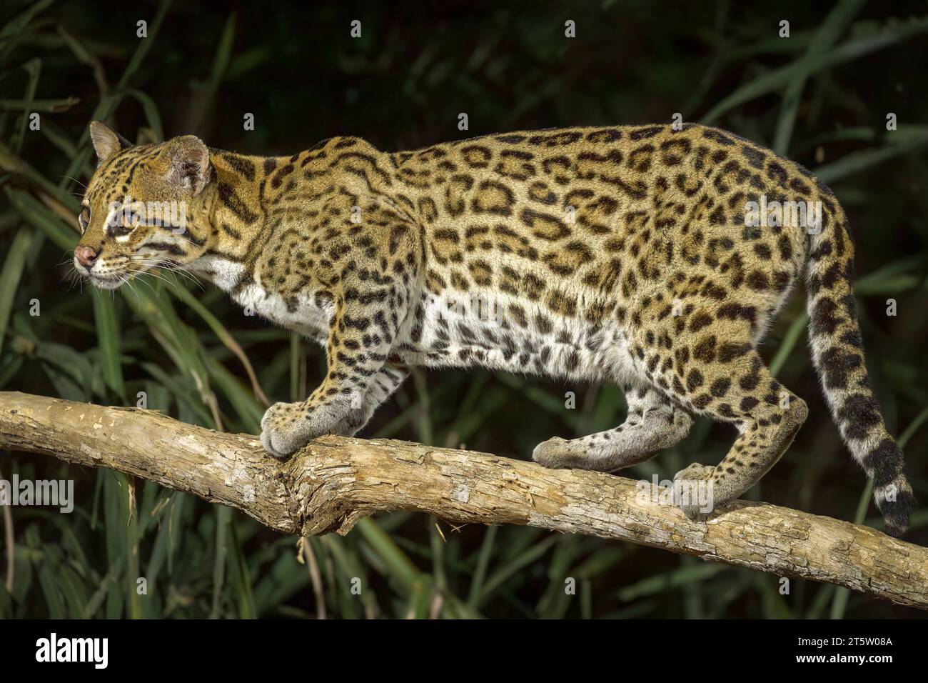 Adult ocelot in the wild Pantanal of Brazil Stock Photo - Alamy