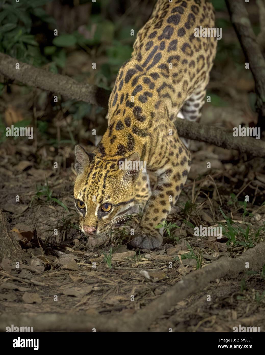 Adult ocelot in the wild Pantanal of Brazil Stock Photo - Alamy