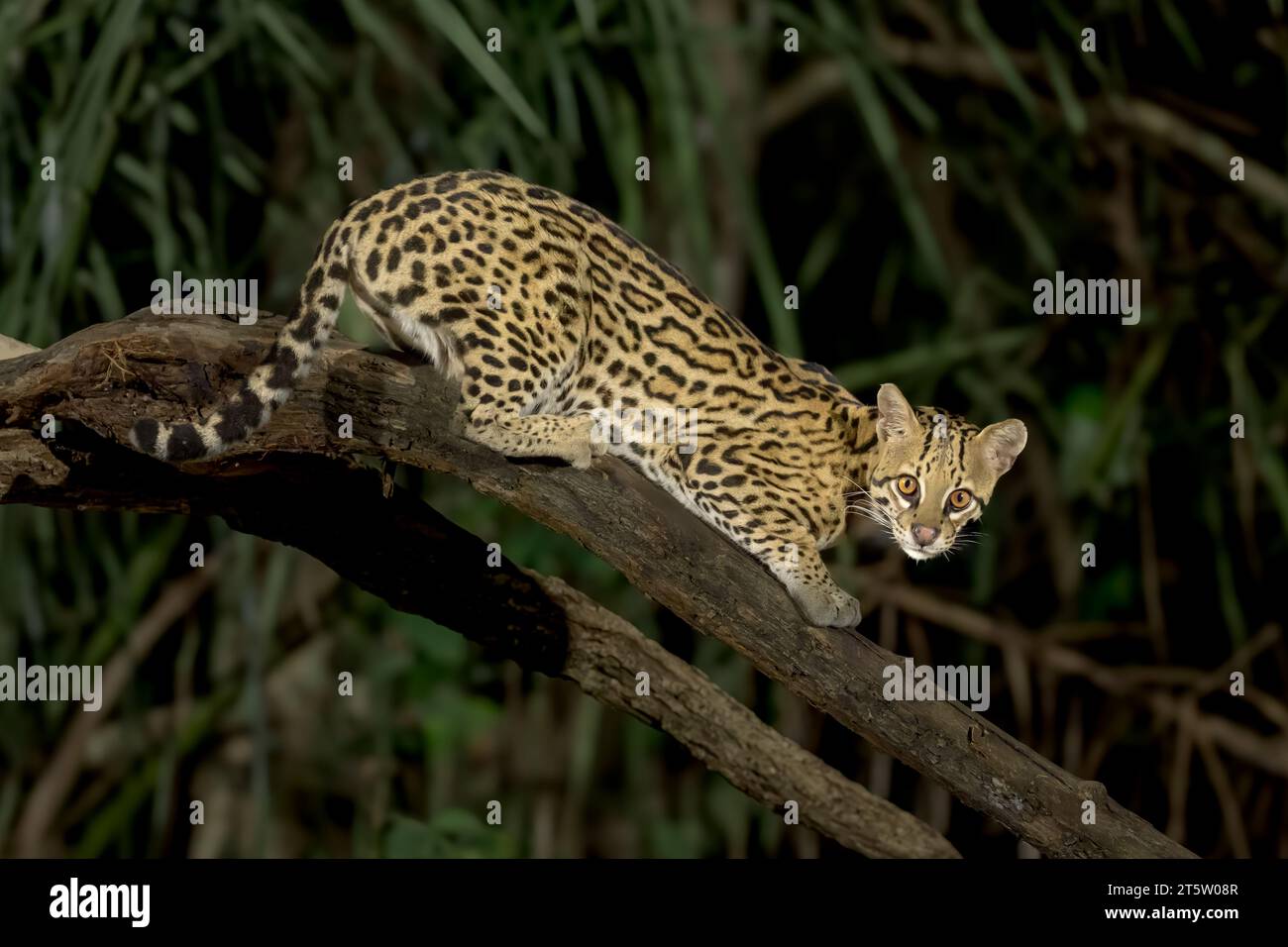 Adult ocelot in the wild Pantanal of Brazil Stock Photo - Alamy
