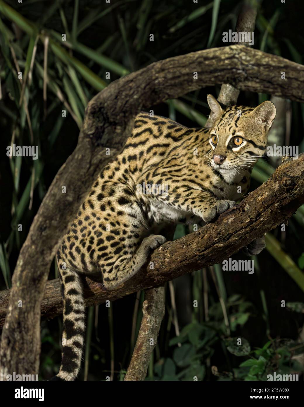 Adult ocelot in the wild Pantanal of Brazil Stock Photo - Alamy