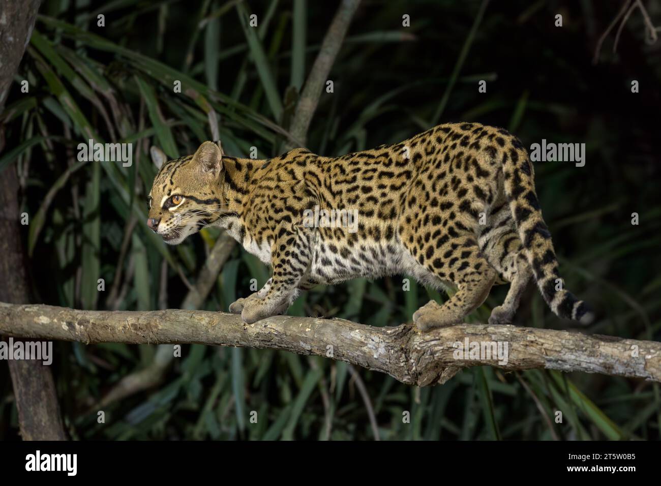 Adult ocelot in the wild Pantanal of Brazil Stock Photo - Alamy