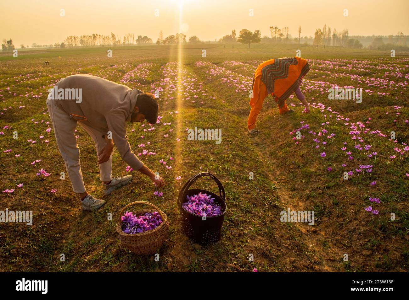 Kashmiri farmers collect saffron flowers at a field during the saffron ...