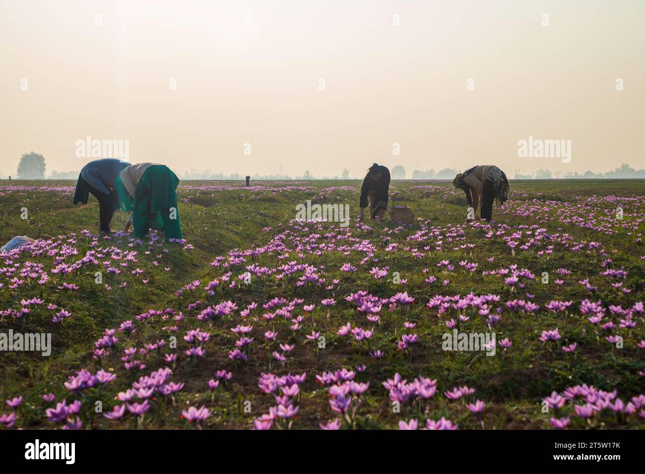 Kashmiri farmers collect saffron flowers at a field during the saffron ...
