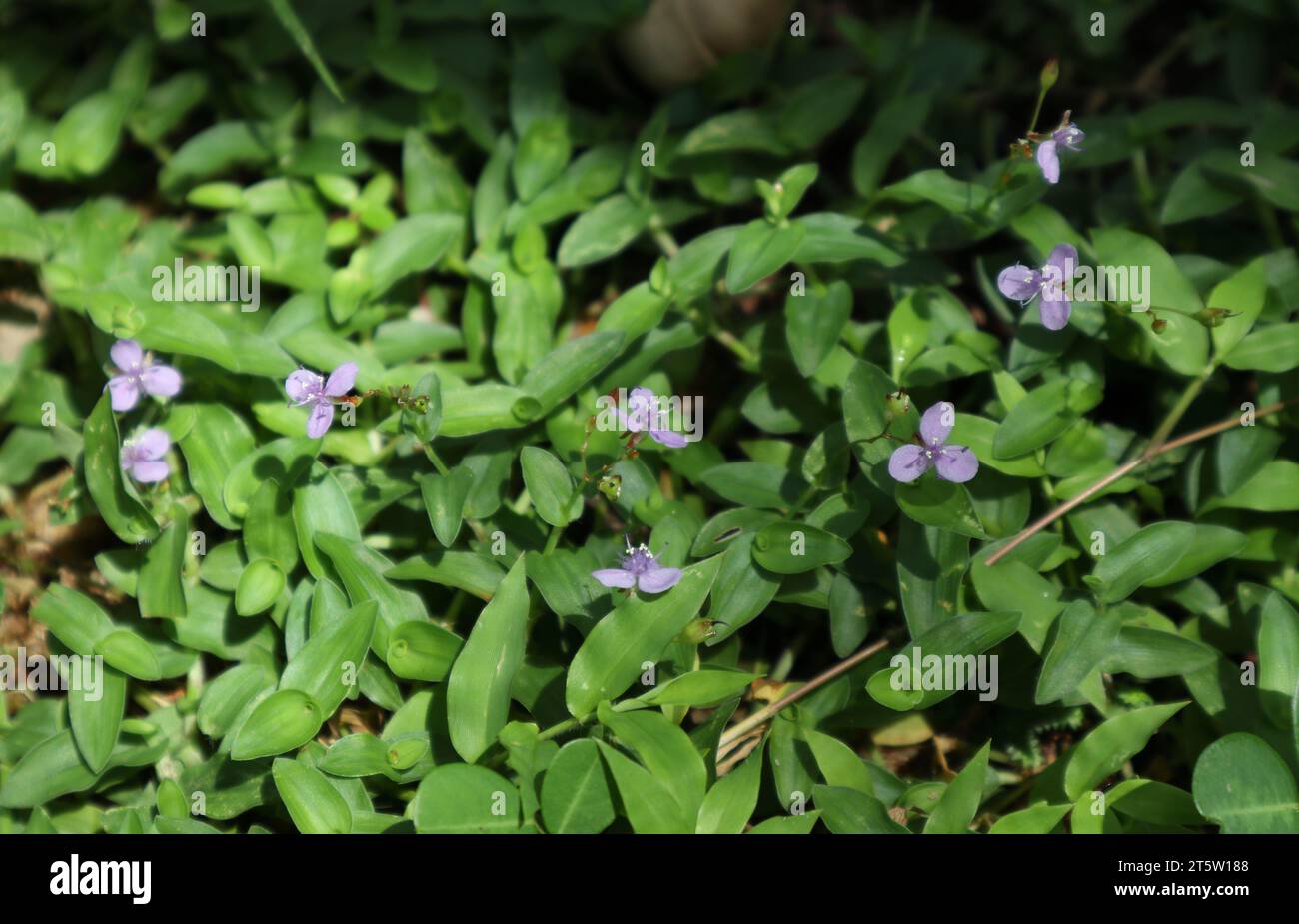 Ground level view of the bloomed pale blue flowers of the Asiatic ...