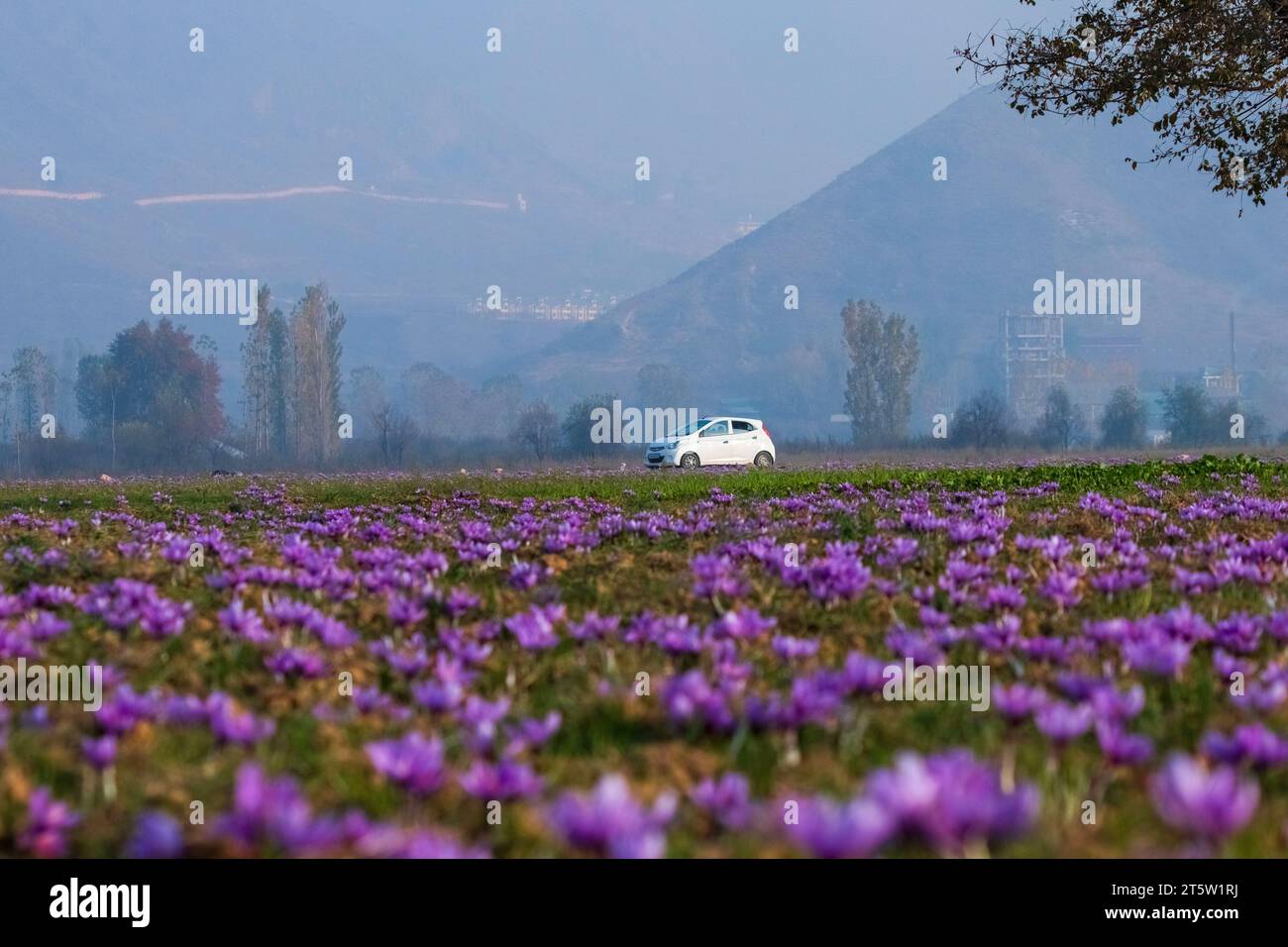 A vehicle moves amid blooming saffron field during the saffron harvest ...