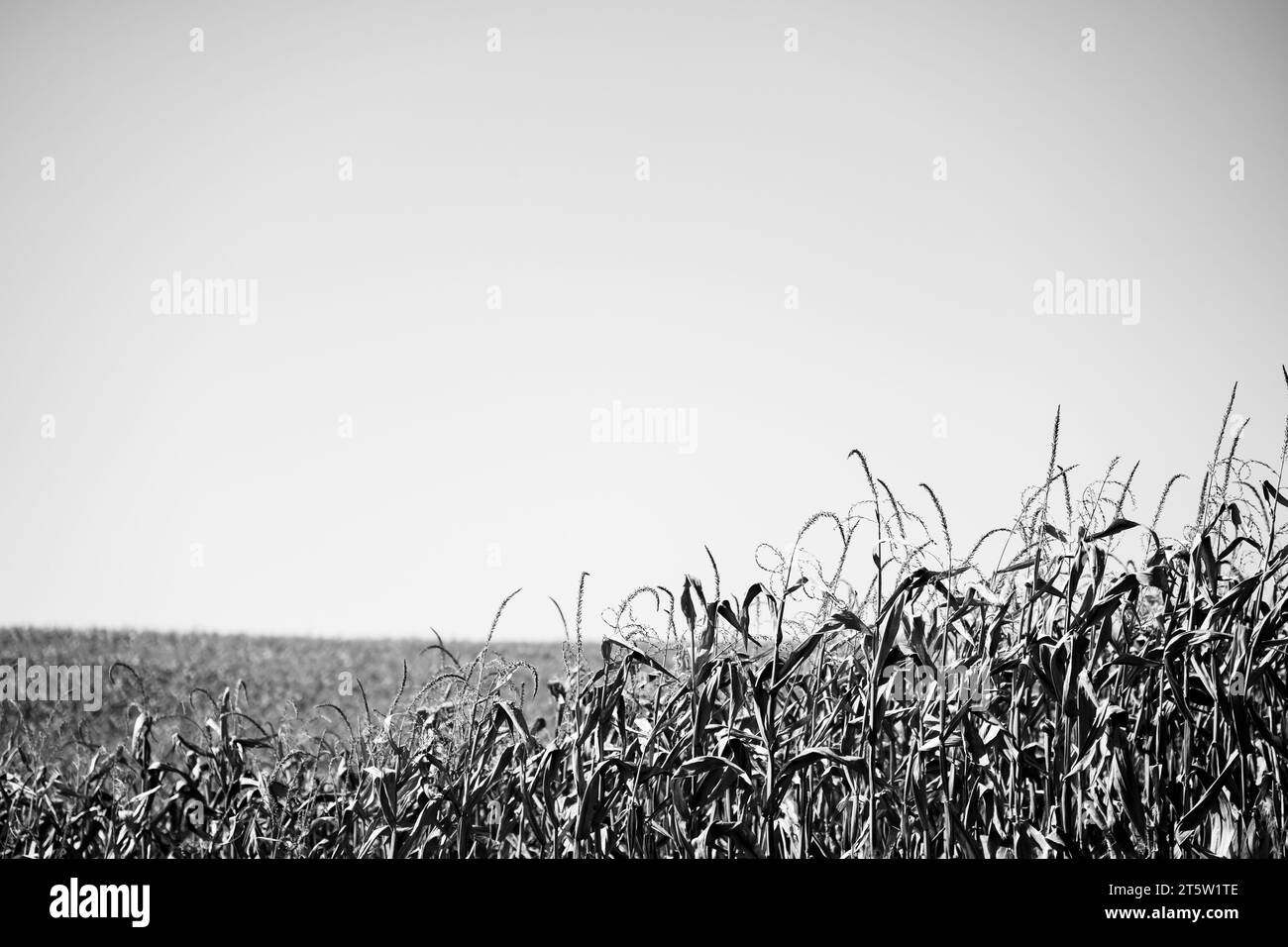 Sloping hillside of dried brown corn ready for harvest Stock Photo - Alamy