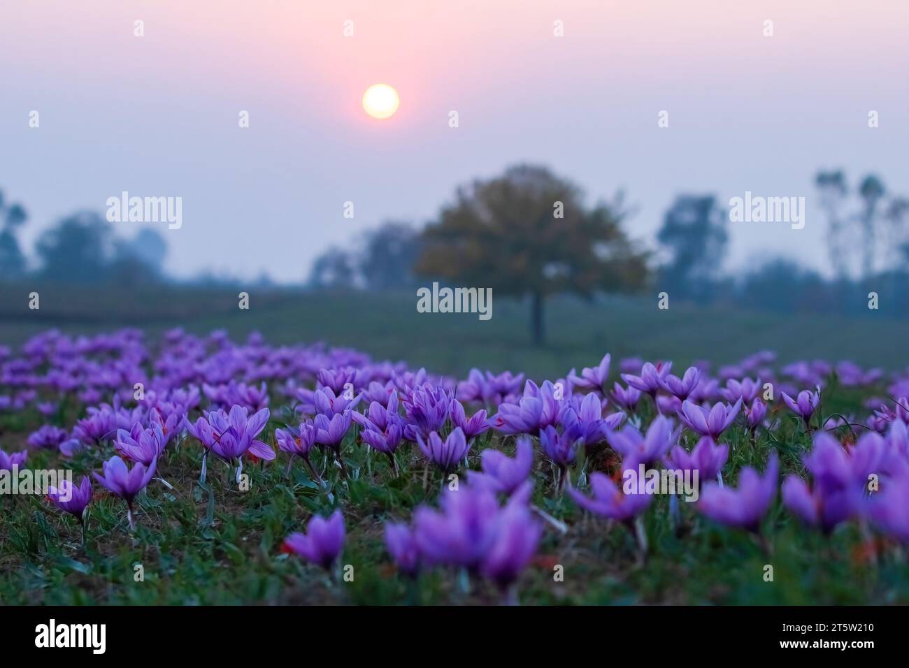 The sun sets over the blooming saffron flowers at a field during the ...