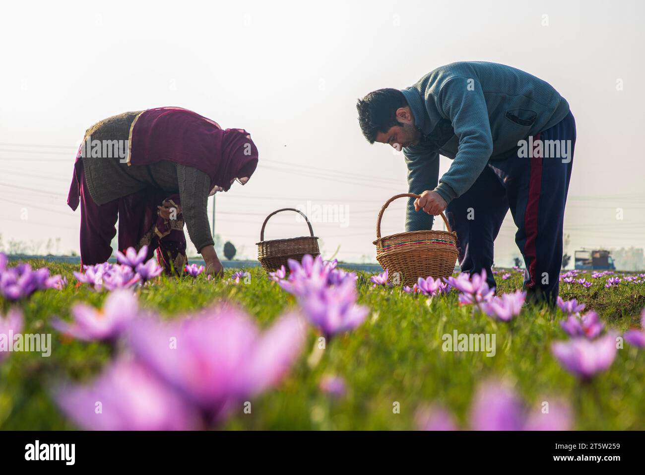 Kashmiri farmers collect saffron flowers at a field during the saffron ...