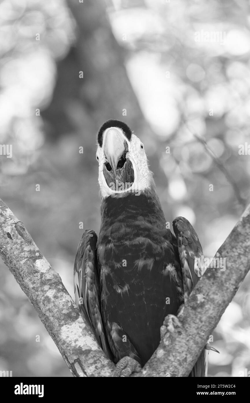 red color ara macaw parrot outside. photo of ara macaw parrot in zoo ...
