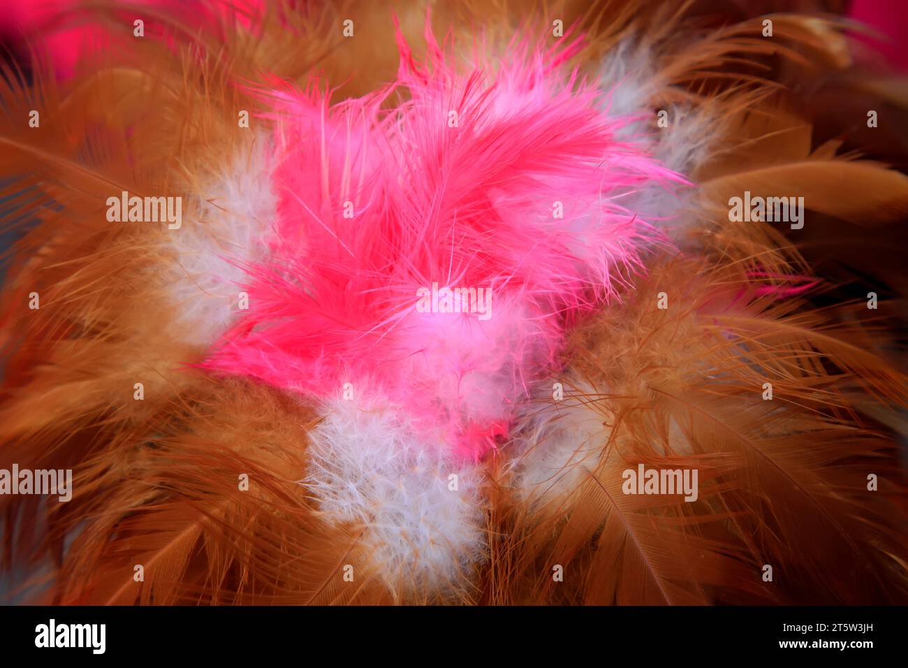 Color feather duster Stock Photo - Alamy