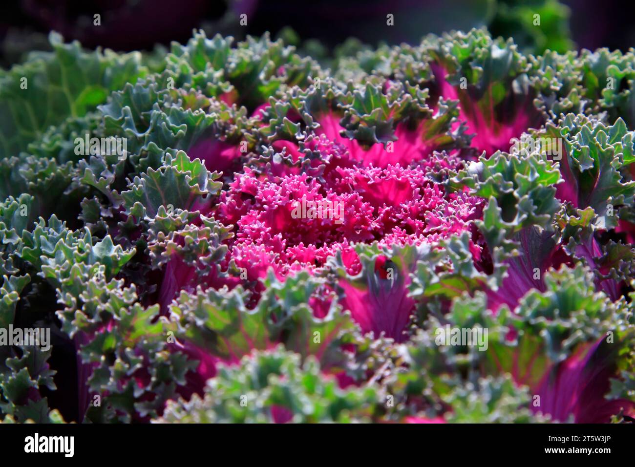 Collard plants hi-res stock photography and images - Alamy