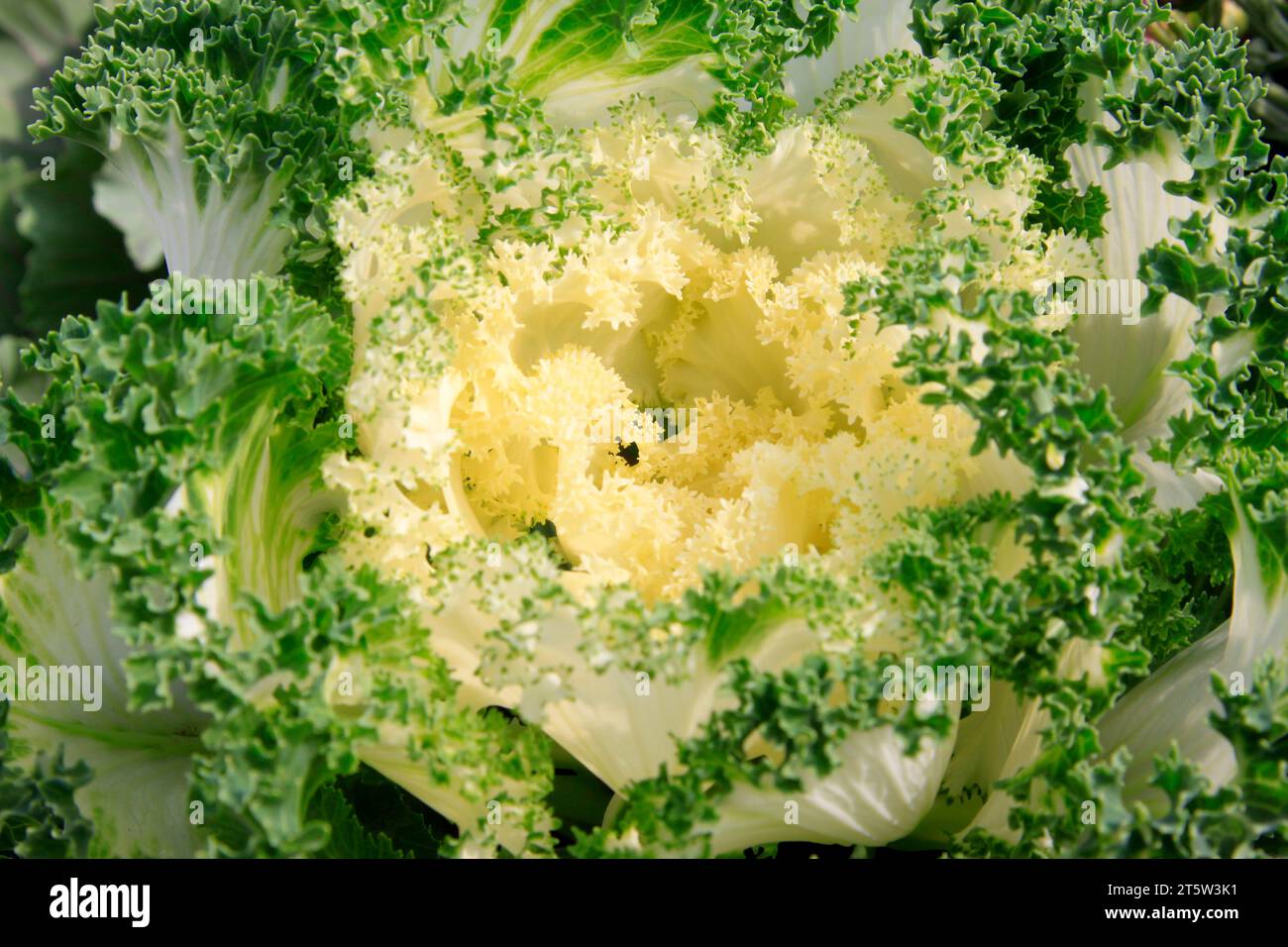 Collard plants hi-res stock photography and images - Alamy