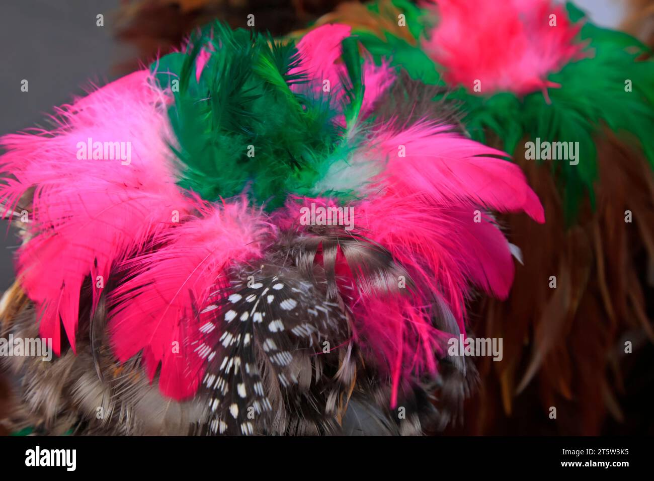 Color feather duster Stock Photo - Alamy