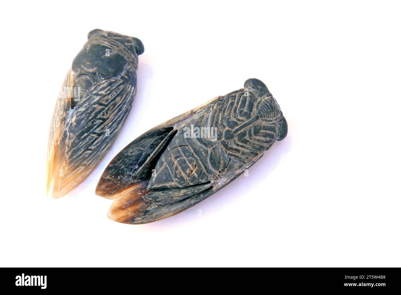Horn details Cut Out Stock Images & Pictures - Alamy