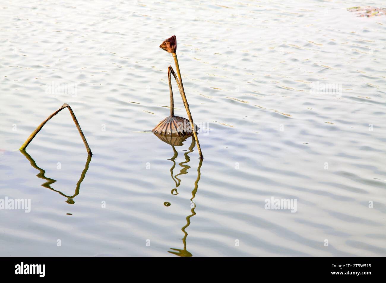 dry lotus leaves on water surface, closeup of photo Stock Photo - Alamy