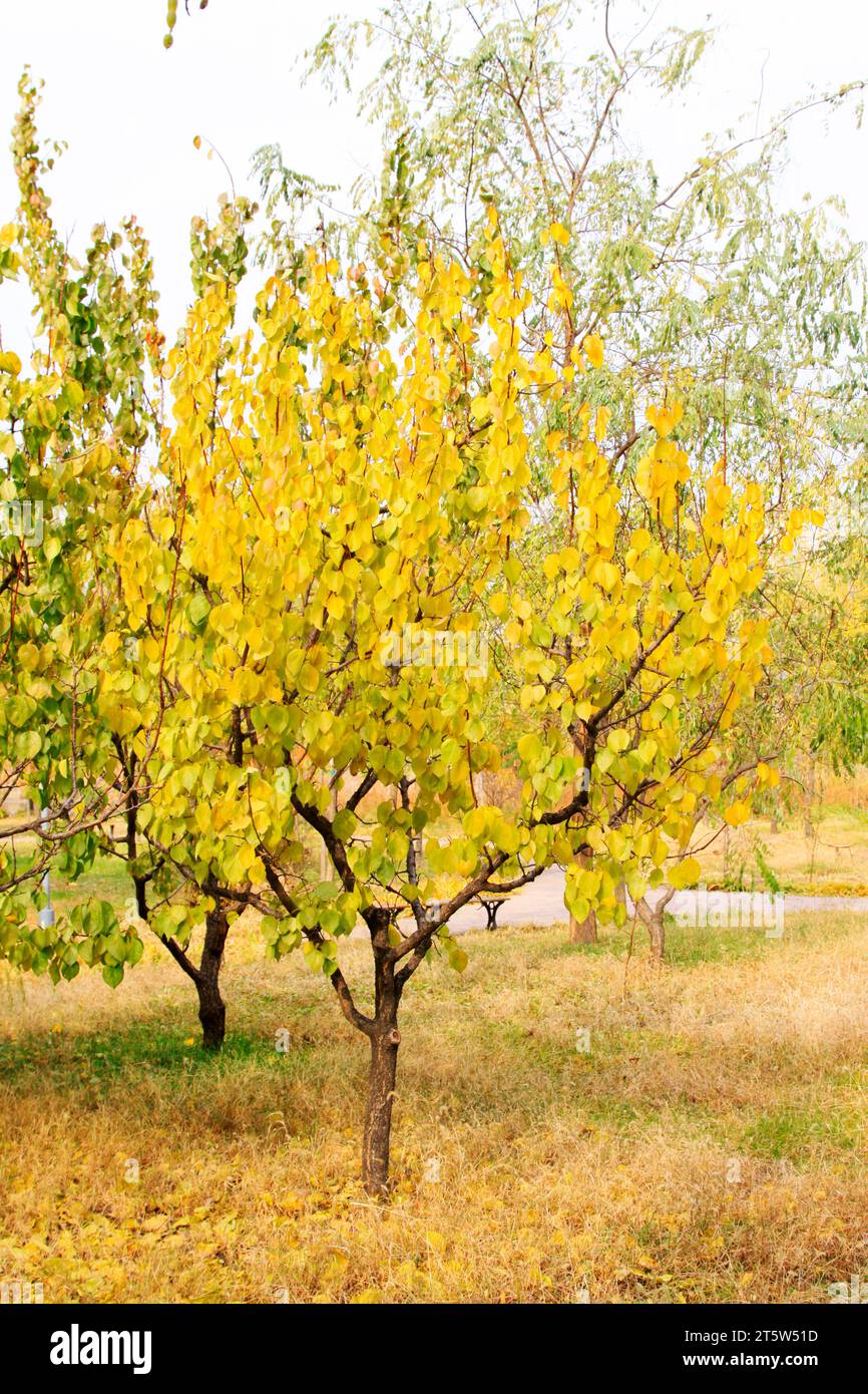 Yellow trees in a park, closeup of photo Stock Photo - Alamy