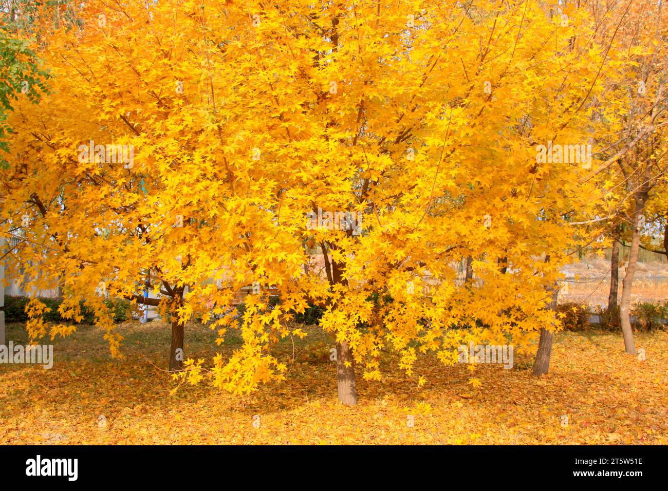 Yellow trees in a park, closeup of photo Stock Photo - Alamy