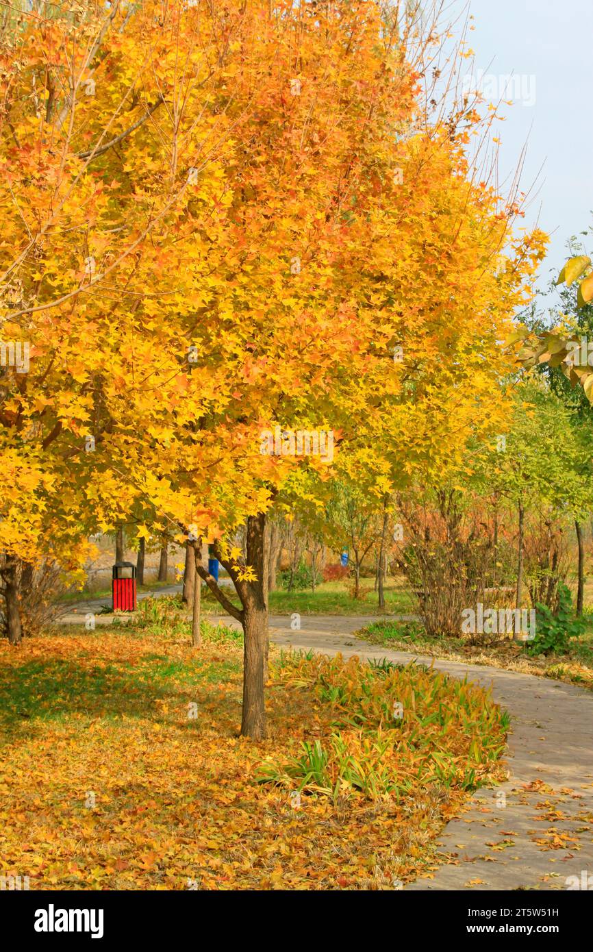 Yellow trees and park lane, closeup of photo Stock Photo - Alamy