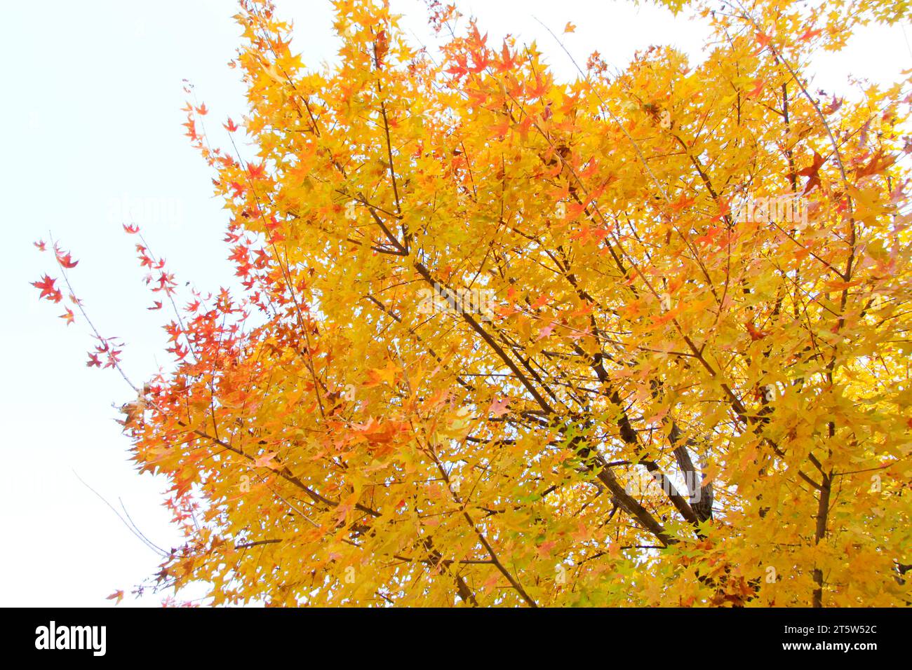 Yellow trees in a park, closeup of photo Stock Photo - Alamy