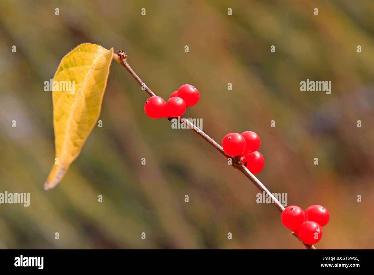 Lonicera maackii red spherical fruit in a park, closeup of photo Stock ...