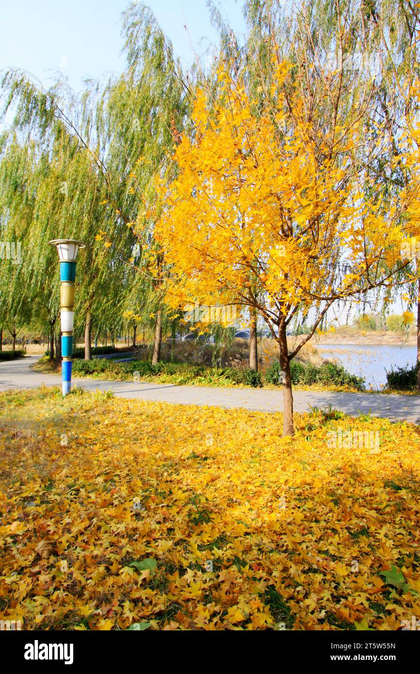 Maples and street lamp, autumn scenery in a park, closeup of photo ...