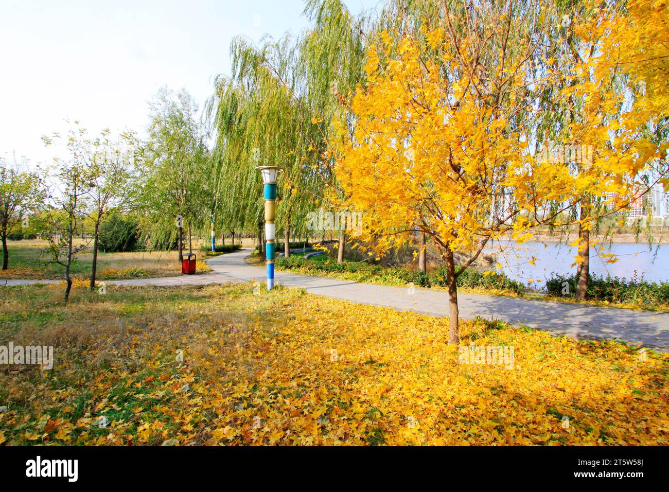 Maples street hi-res stock photography and images - Alamy