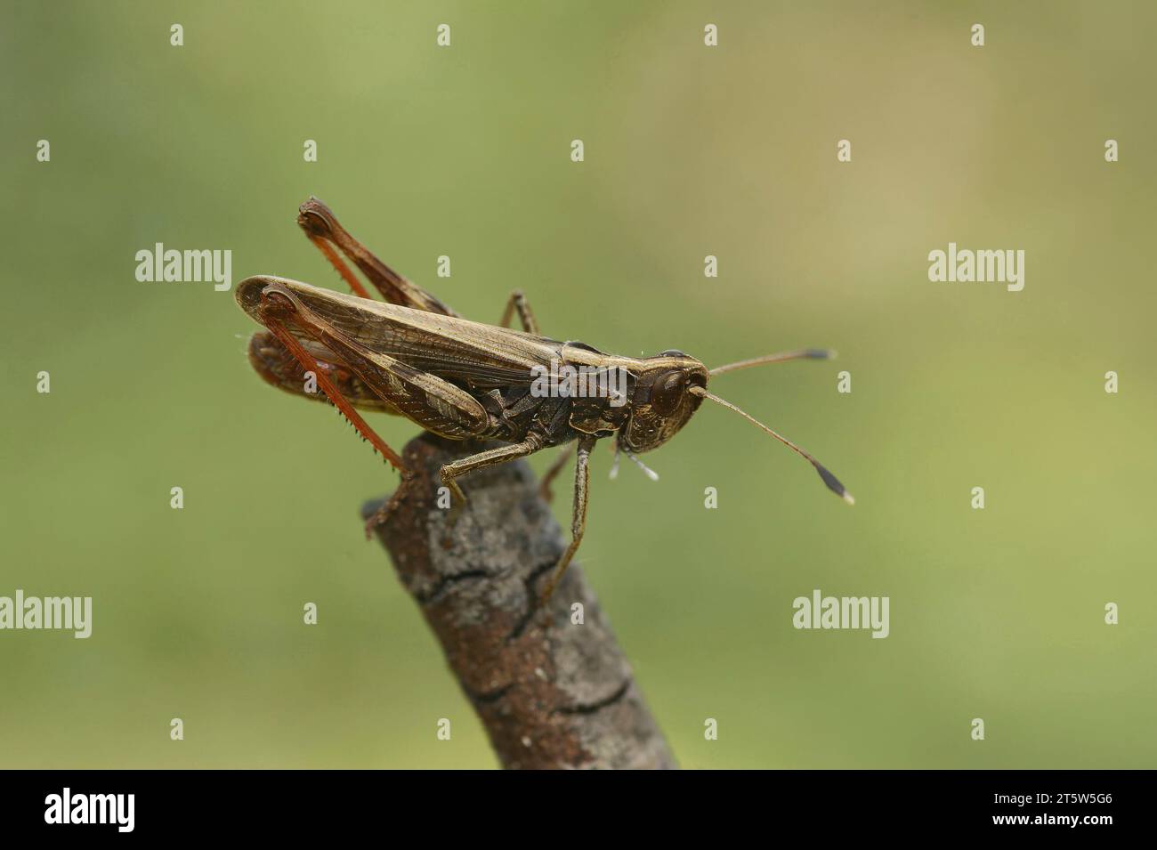 Natural closeup on the rare rufous grasshopper, Gomphocerippus rufus ...