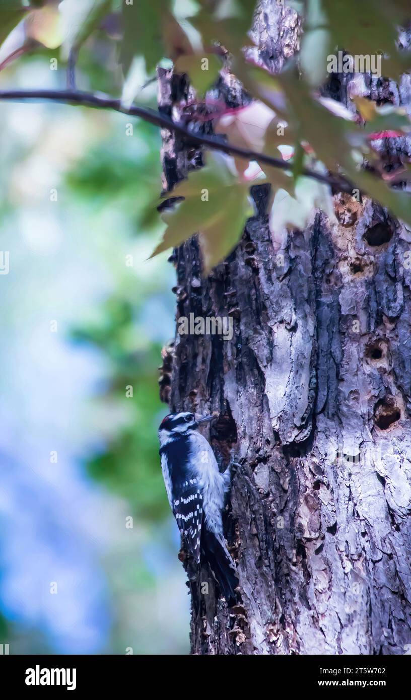 Woodpecker pecking wood hi-res stock photography and images - Alamy