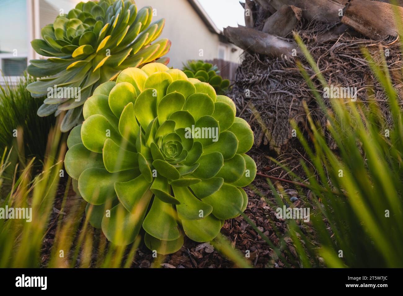 Aeonium arboreum yellow flower hi-res stock photography and images - Alamy